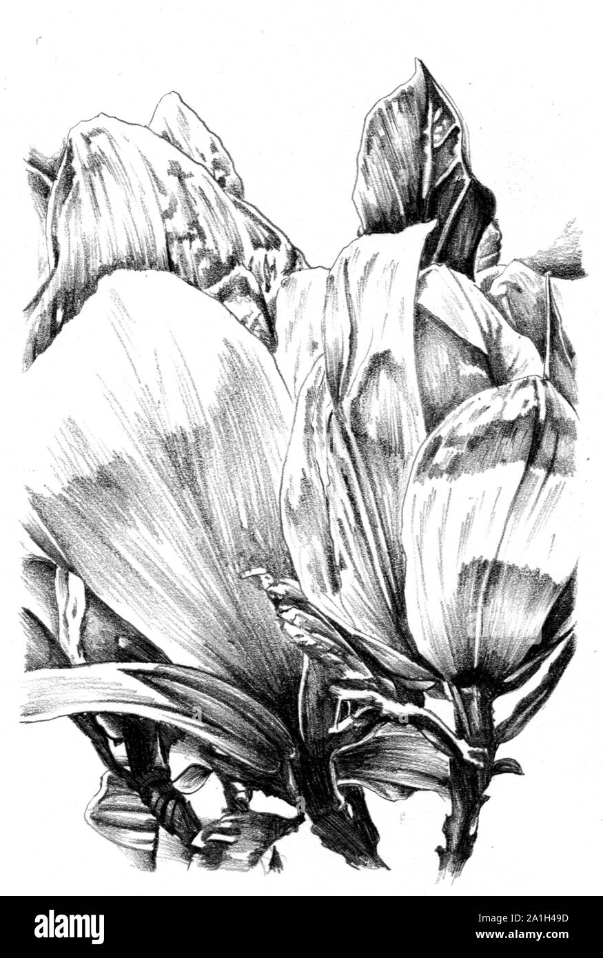 Flower drawing sketch art handmade Stock Photo - Alamy