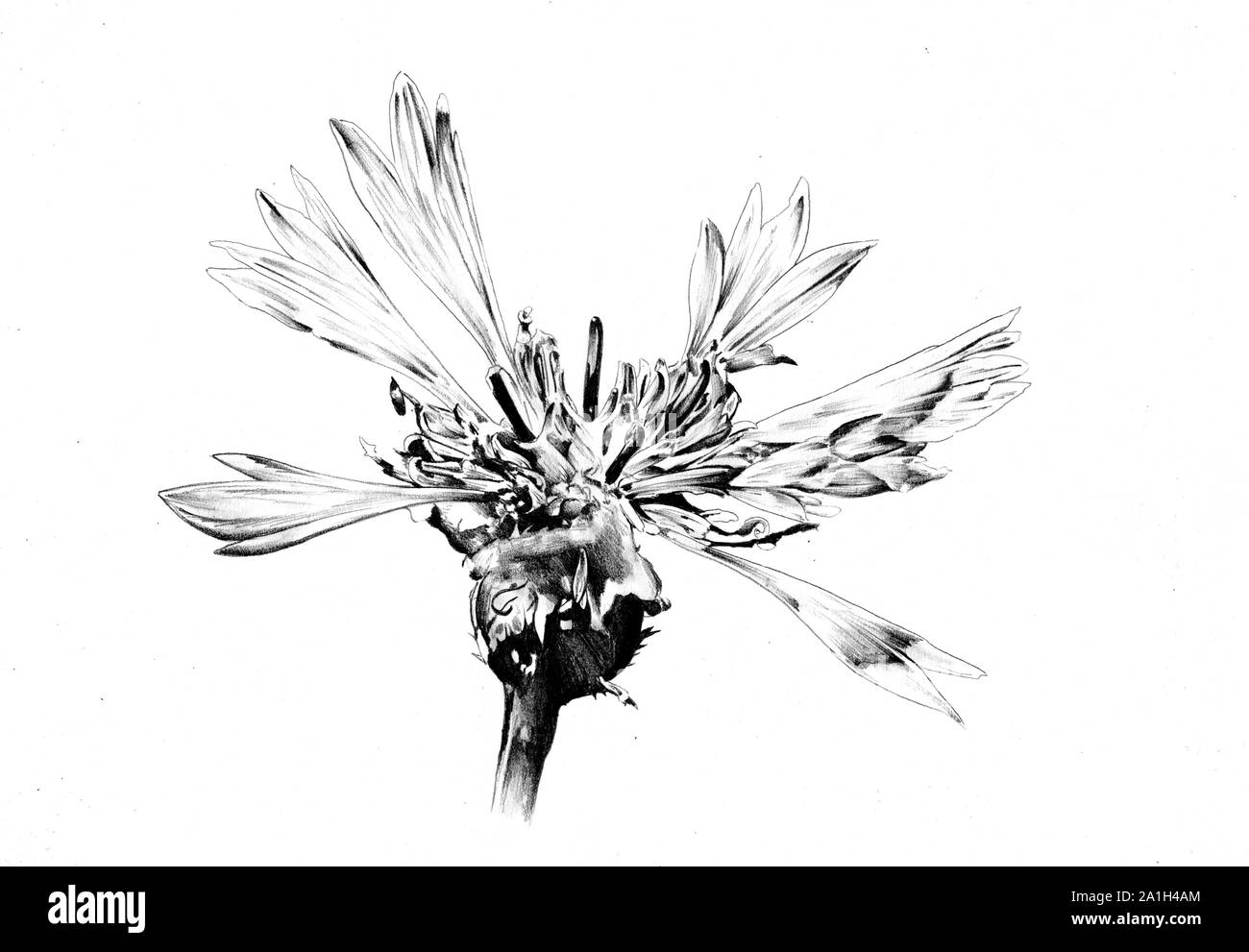 Flower drawing sketch art handmade Stock Photo - Alamy