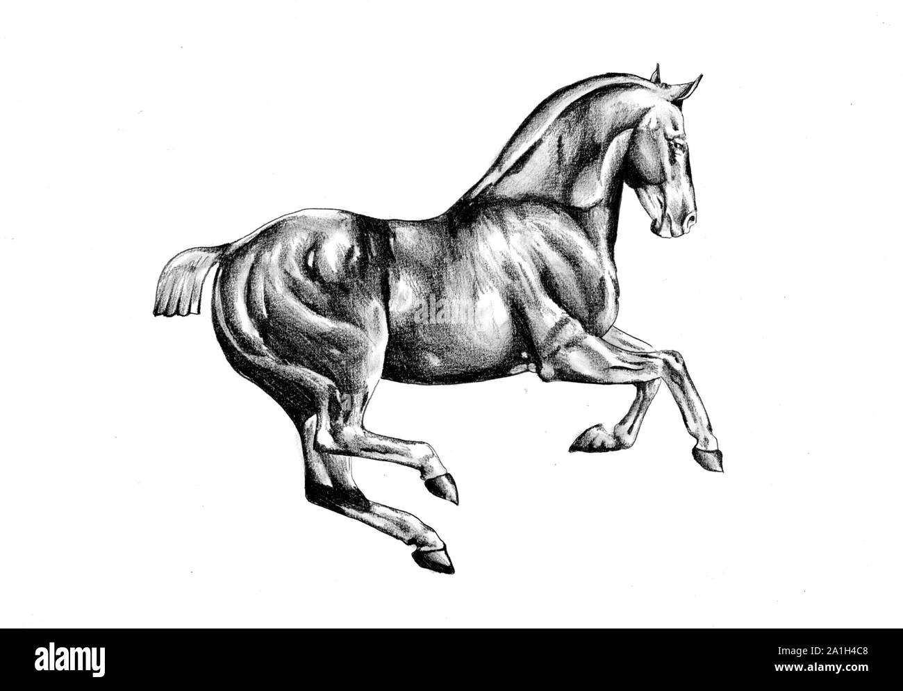 Cute horse animal cartoon Black and White Stock Photos & Images - Alamy