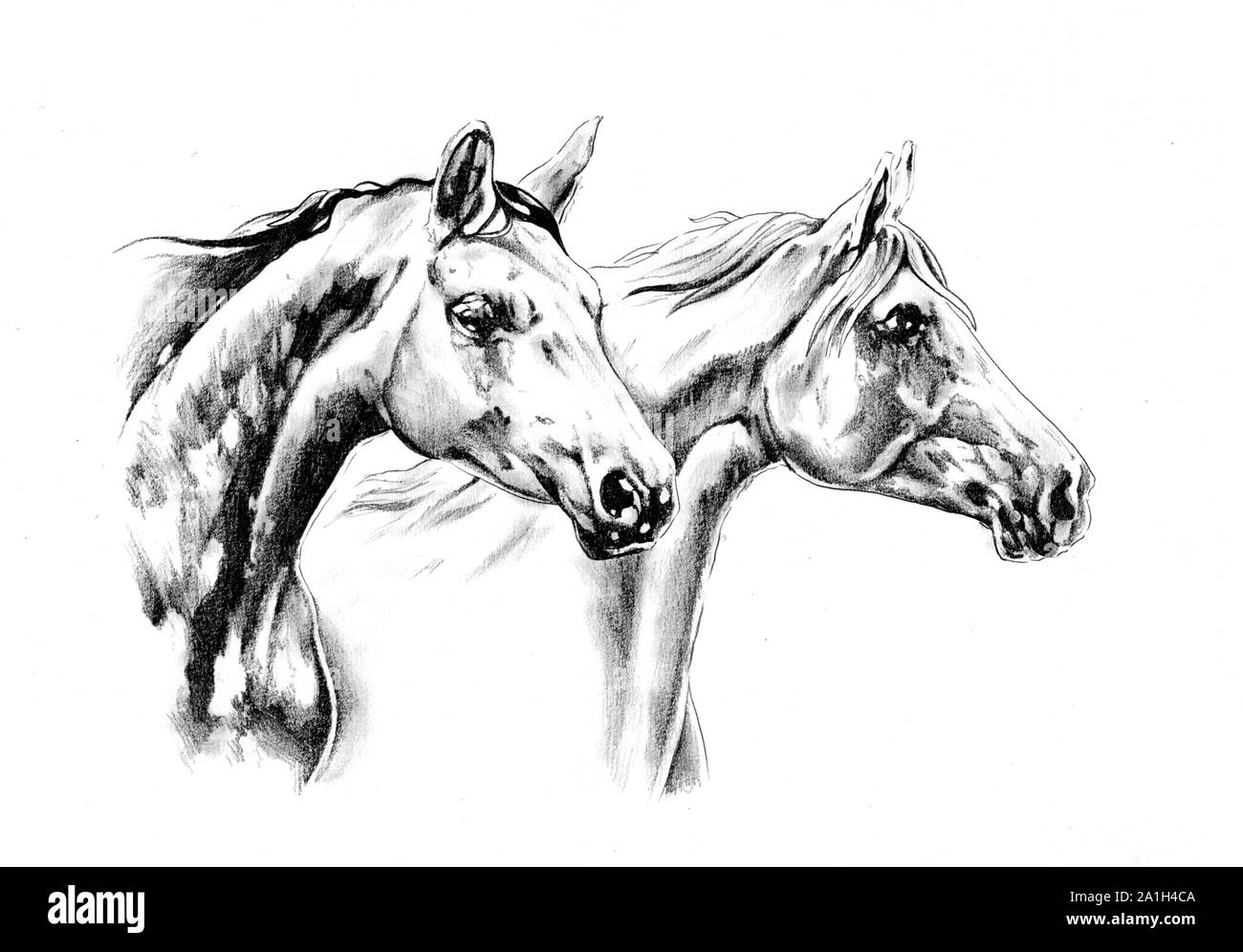Cute horse animal cartoon Black and White Stock Photos & Images - Alamy
