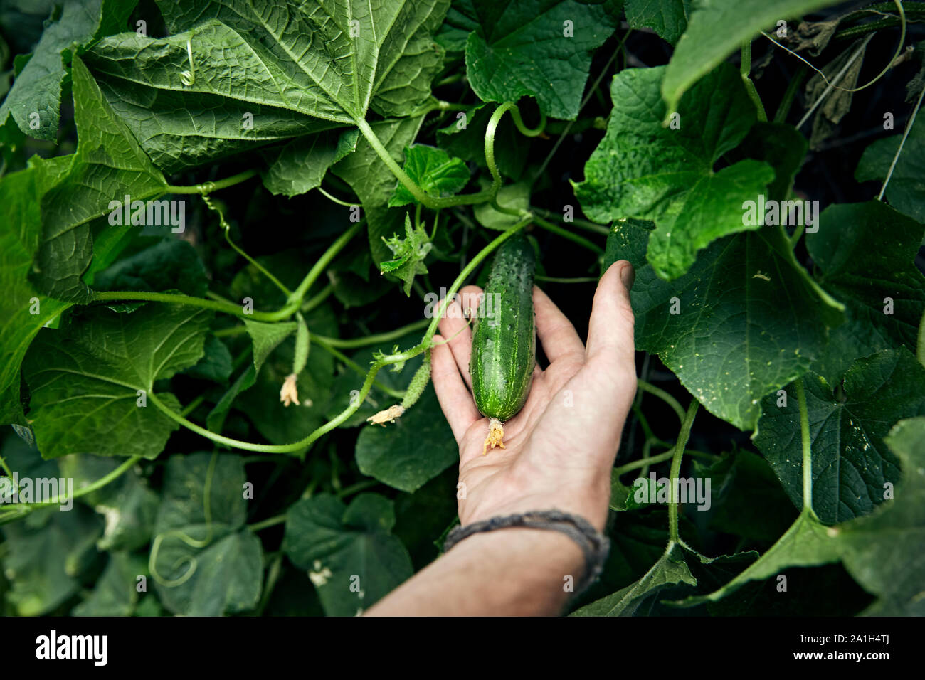 Farmer hand is picking ripe cucumber at greenhouse. Natural farming ...