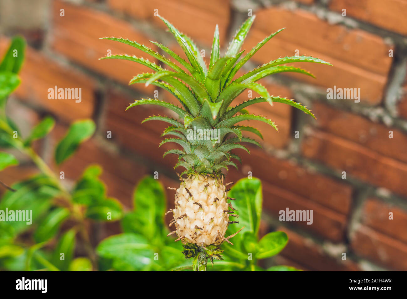 Pineapple growing in a farm Against a brick wall background Stock Photo ...