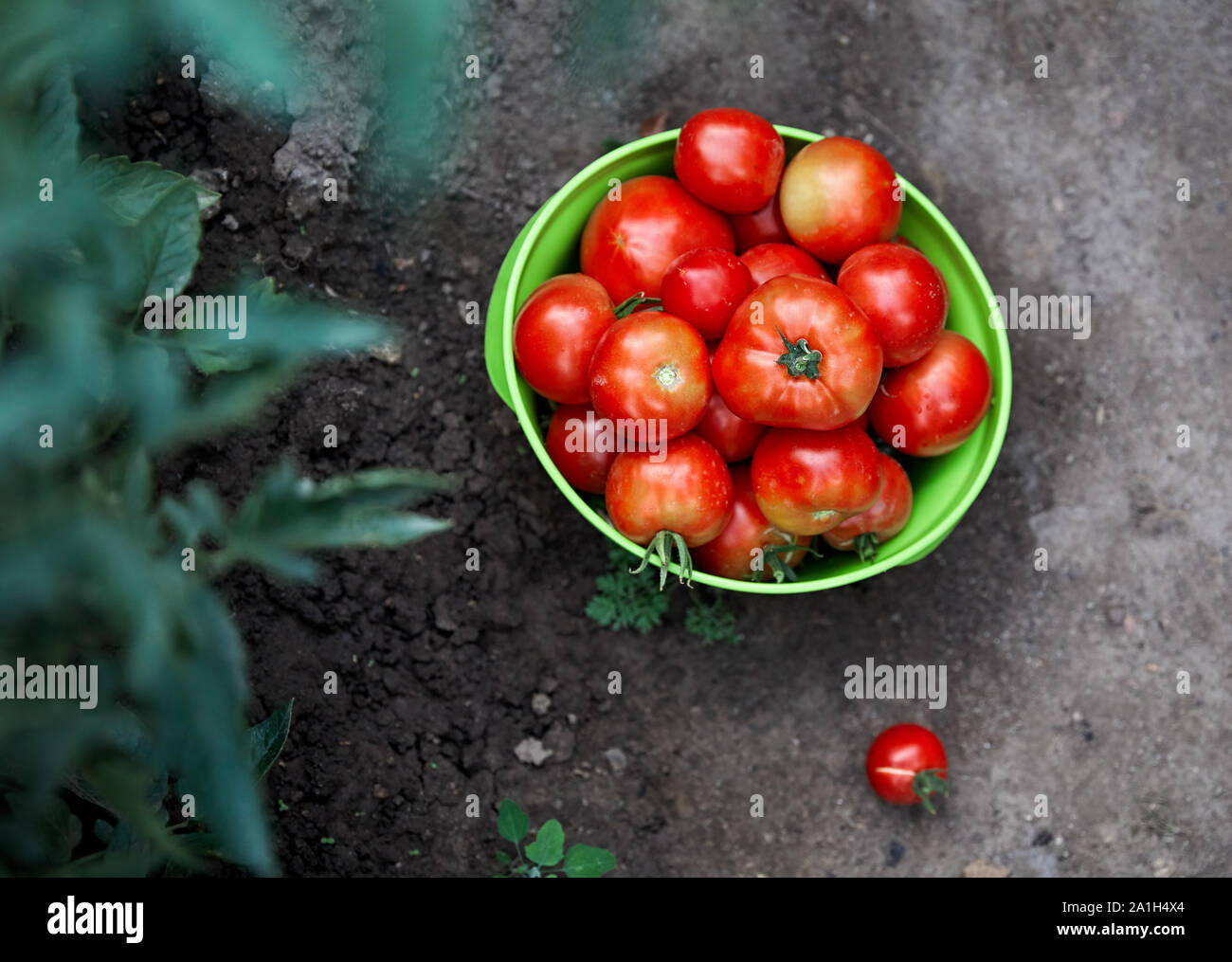 Bowl full of fresh picked ripe tomatoes at greenhouse. Natural farming ...