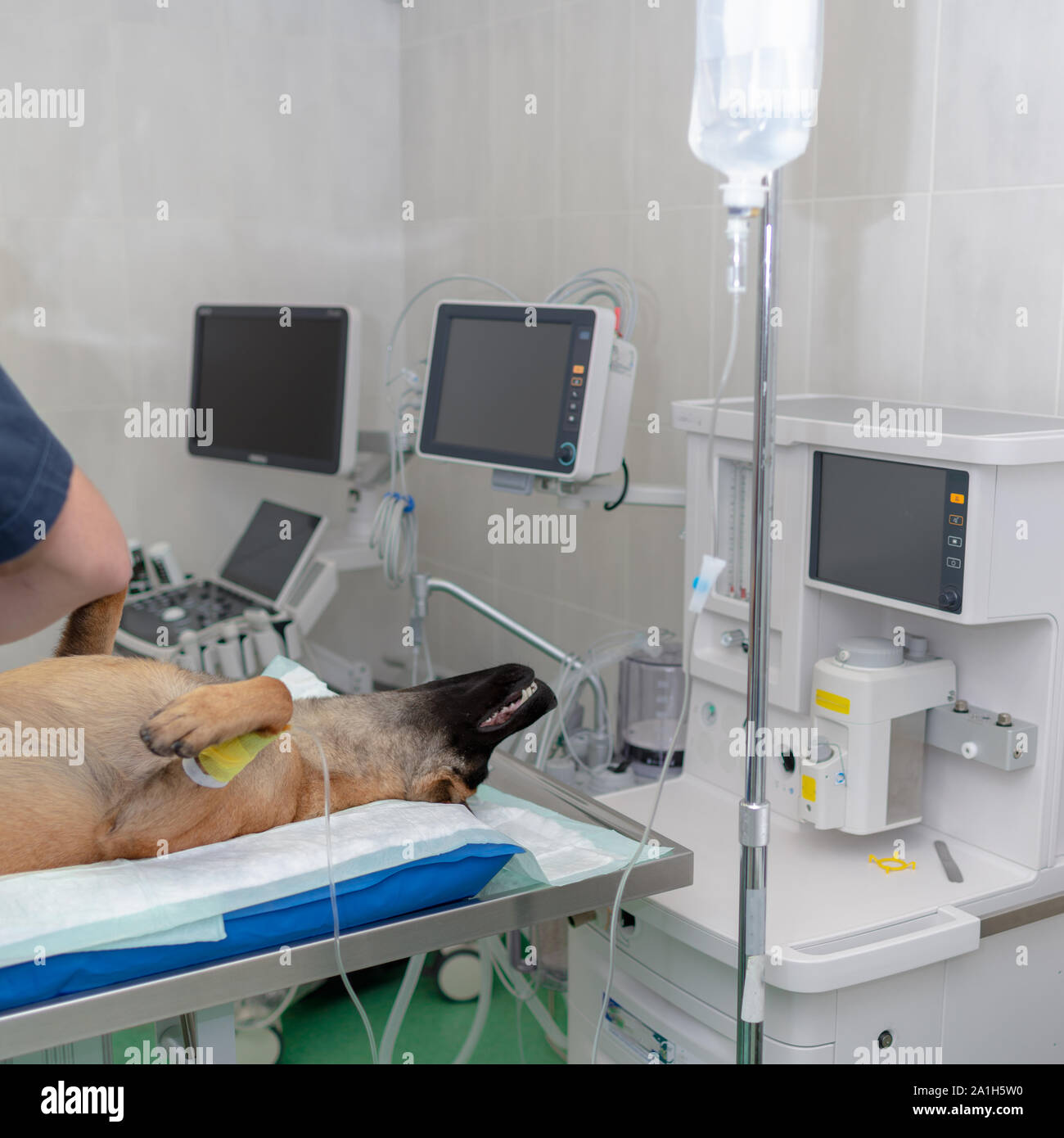 Equipment for operating on animals hi-res stock photography and images ...