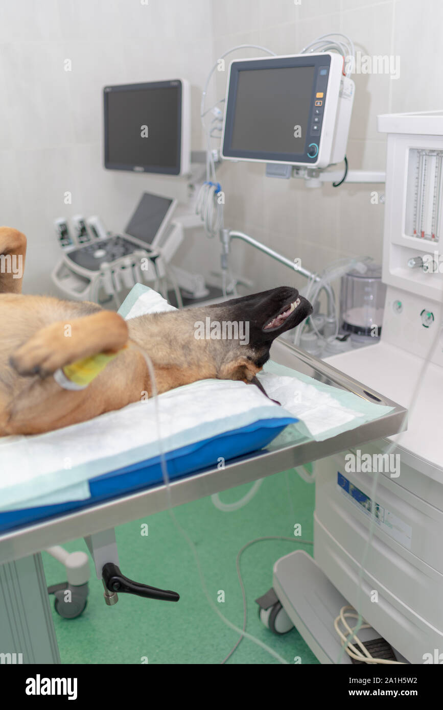 Dog under anesthesia lie on operating table in operating room. Dog ...