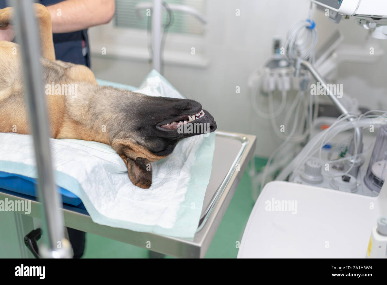 Dog under anesthesia lie on operating table in operating room. Dog ...