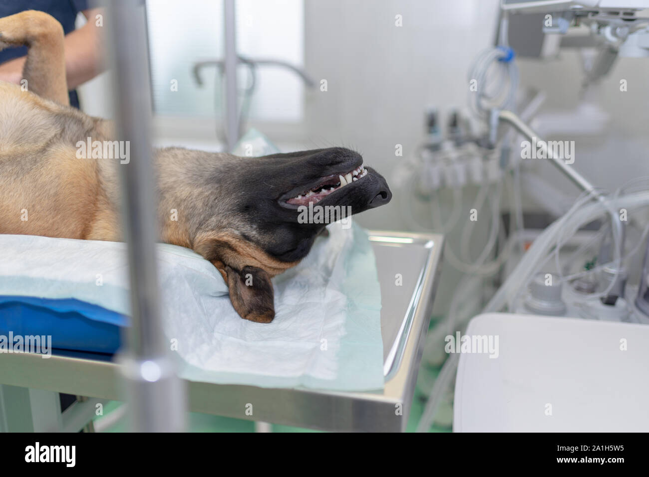 Dog under anesthesia lie on operating table in operating room. Dog ...
