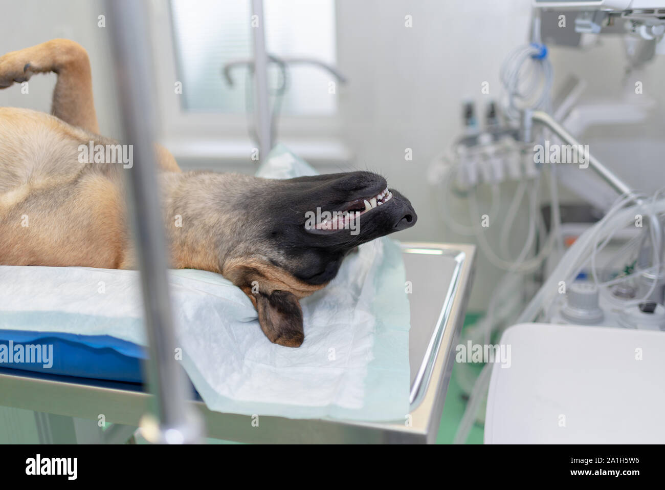 Dog under anesthesia lie on operating table in operating room. Dog ...