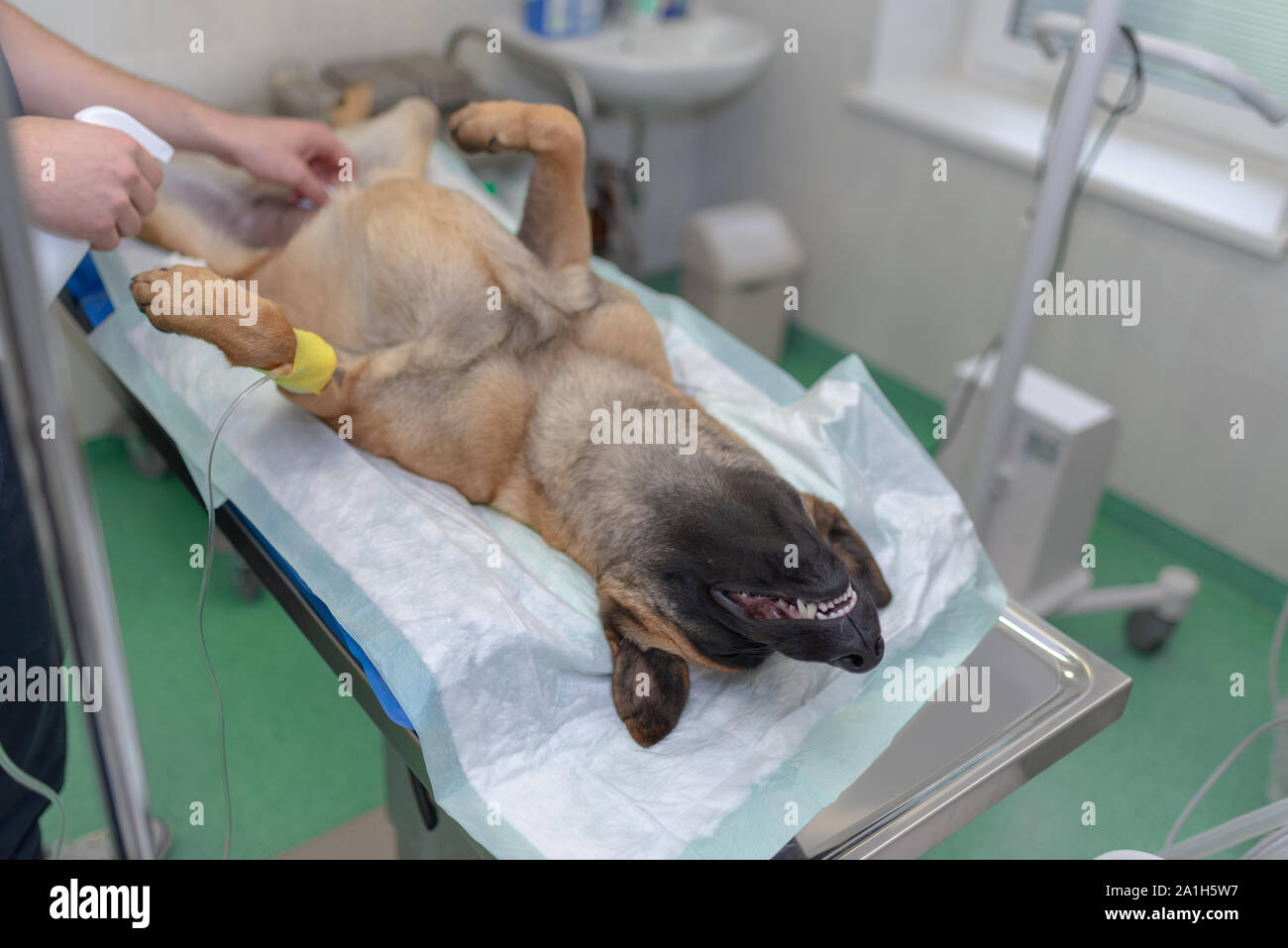 Male Veterinary Surgeon. Examining Dog In Surgery Stock Photo - Alamy