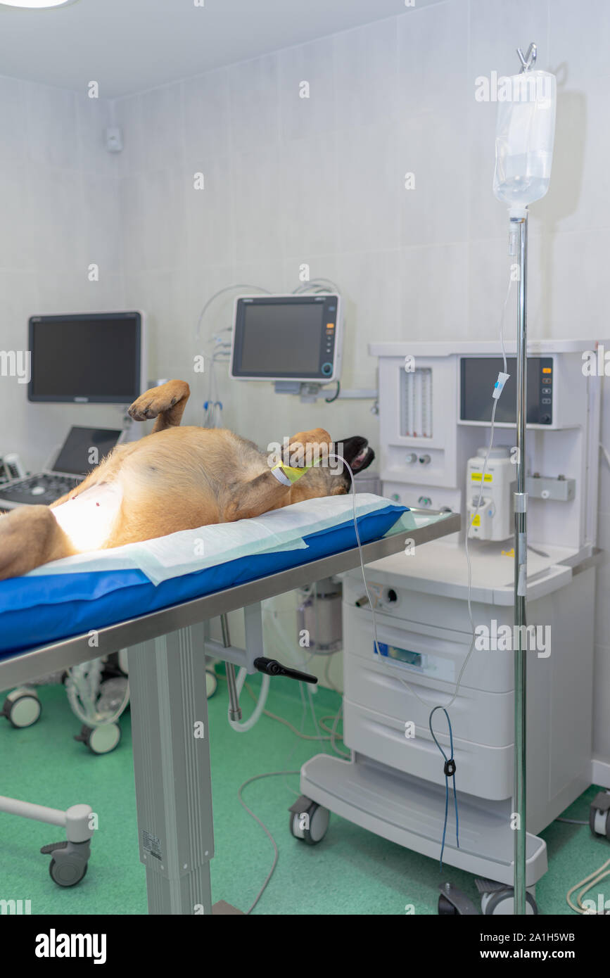 Dog under anesthesia lie on operating table in operating room. Dog ...