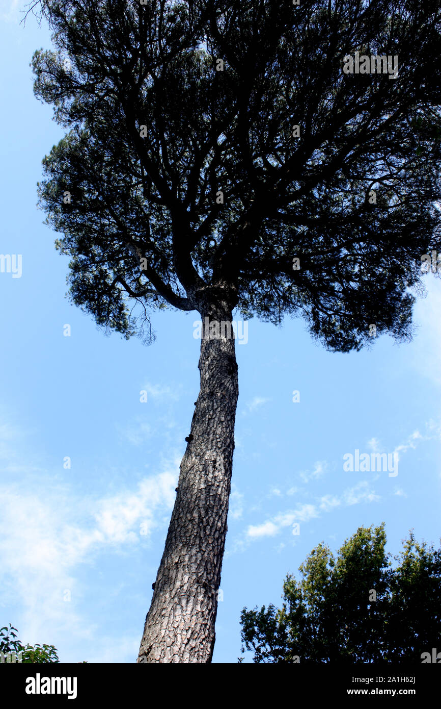 Oporto, Portugal - Tall tree in the Serralves Park (2 Stock Photo - Alamy