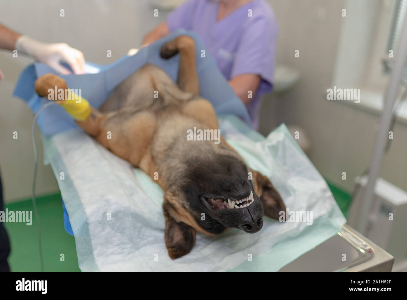 Sterilization of dog on surgical table under general anesthesia and ...