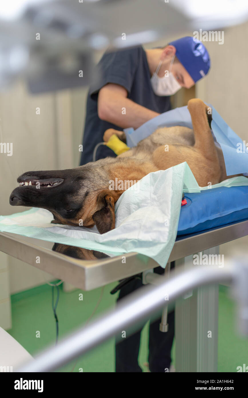 Sterilization of dog on surgical table under general anesthesia and ...