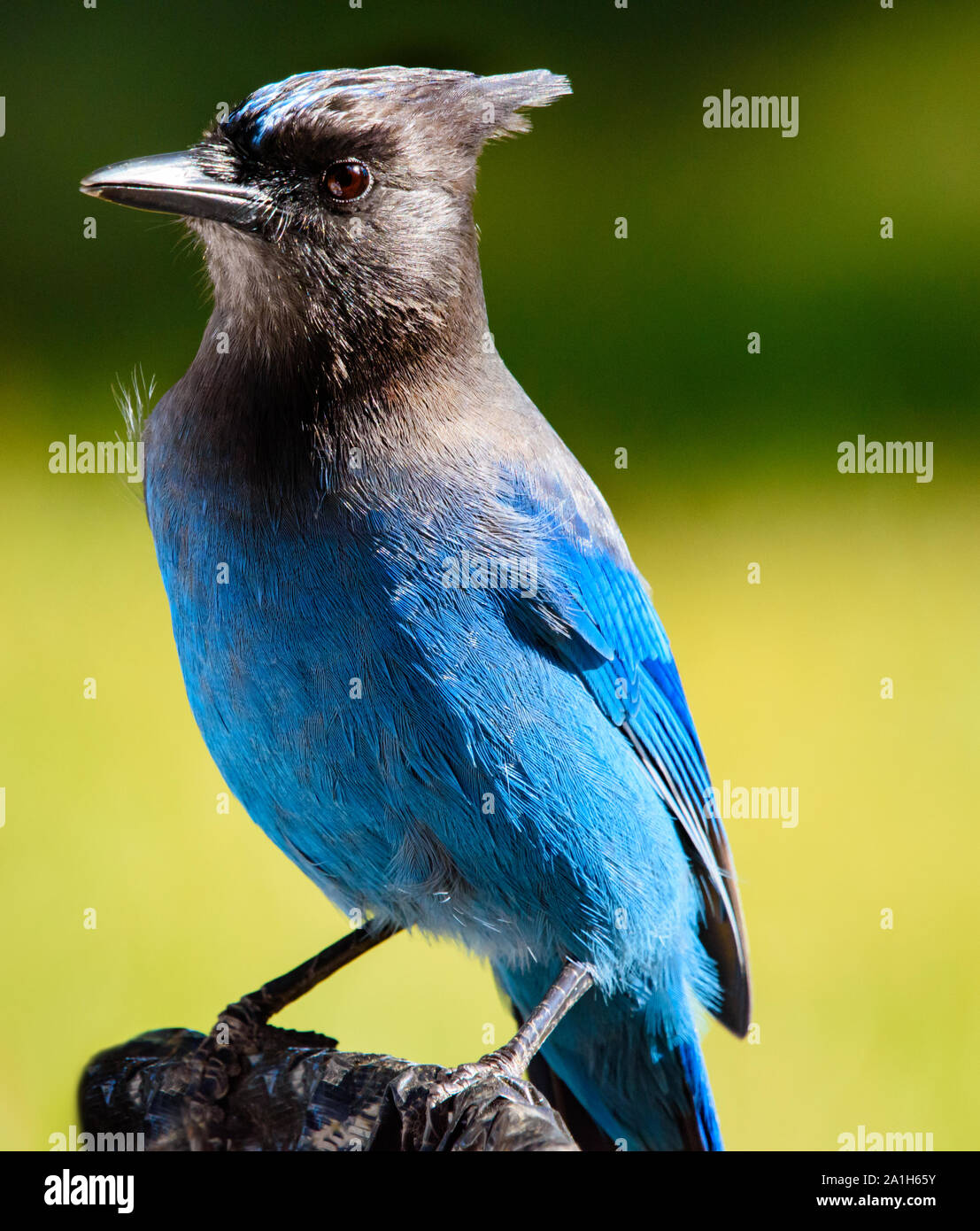 Male stellers jay hi-res stock photography and images - Alamy