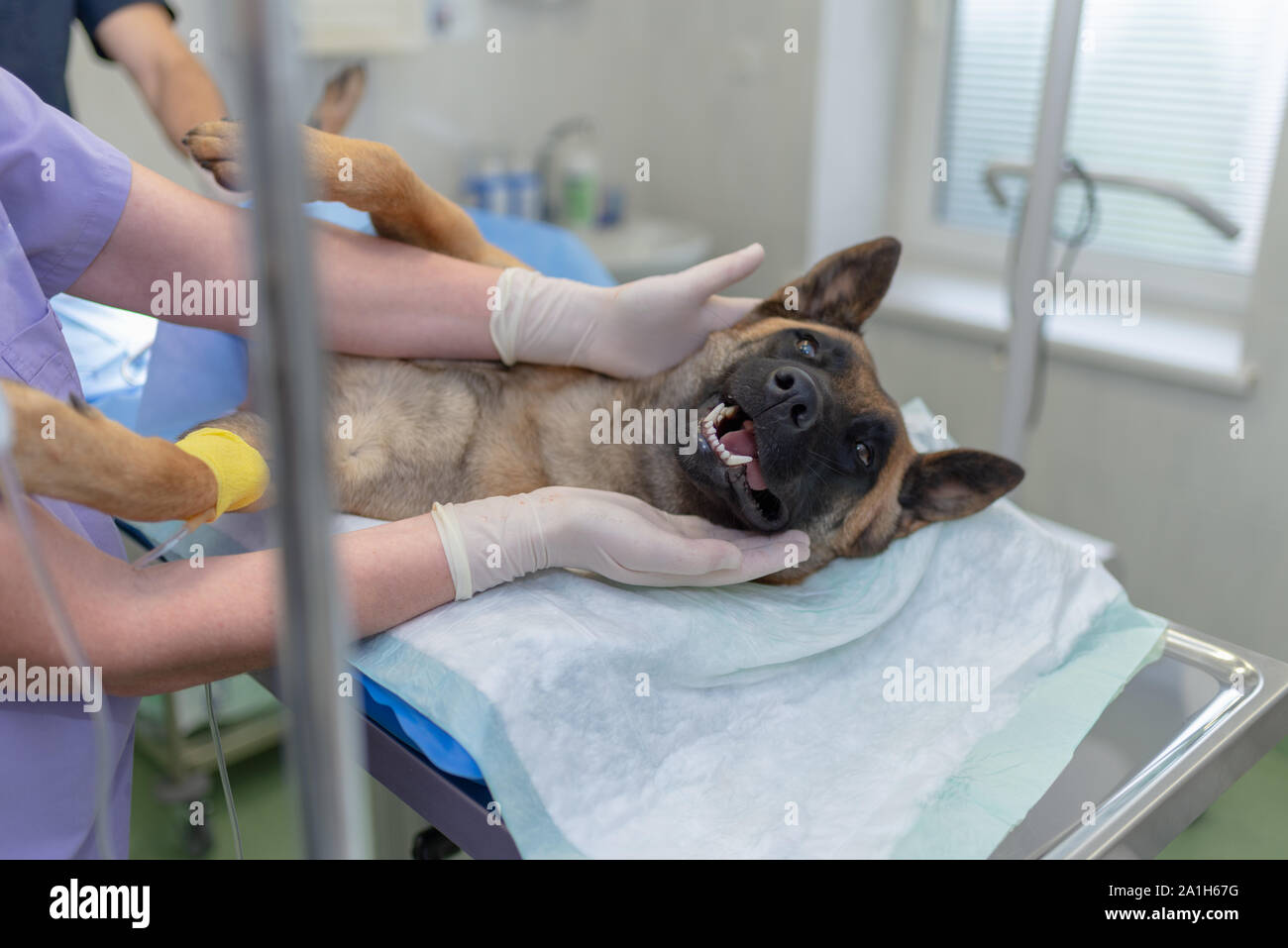 Incision anesthesia hi-res stock photography and images - Alamy