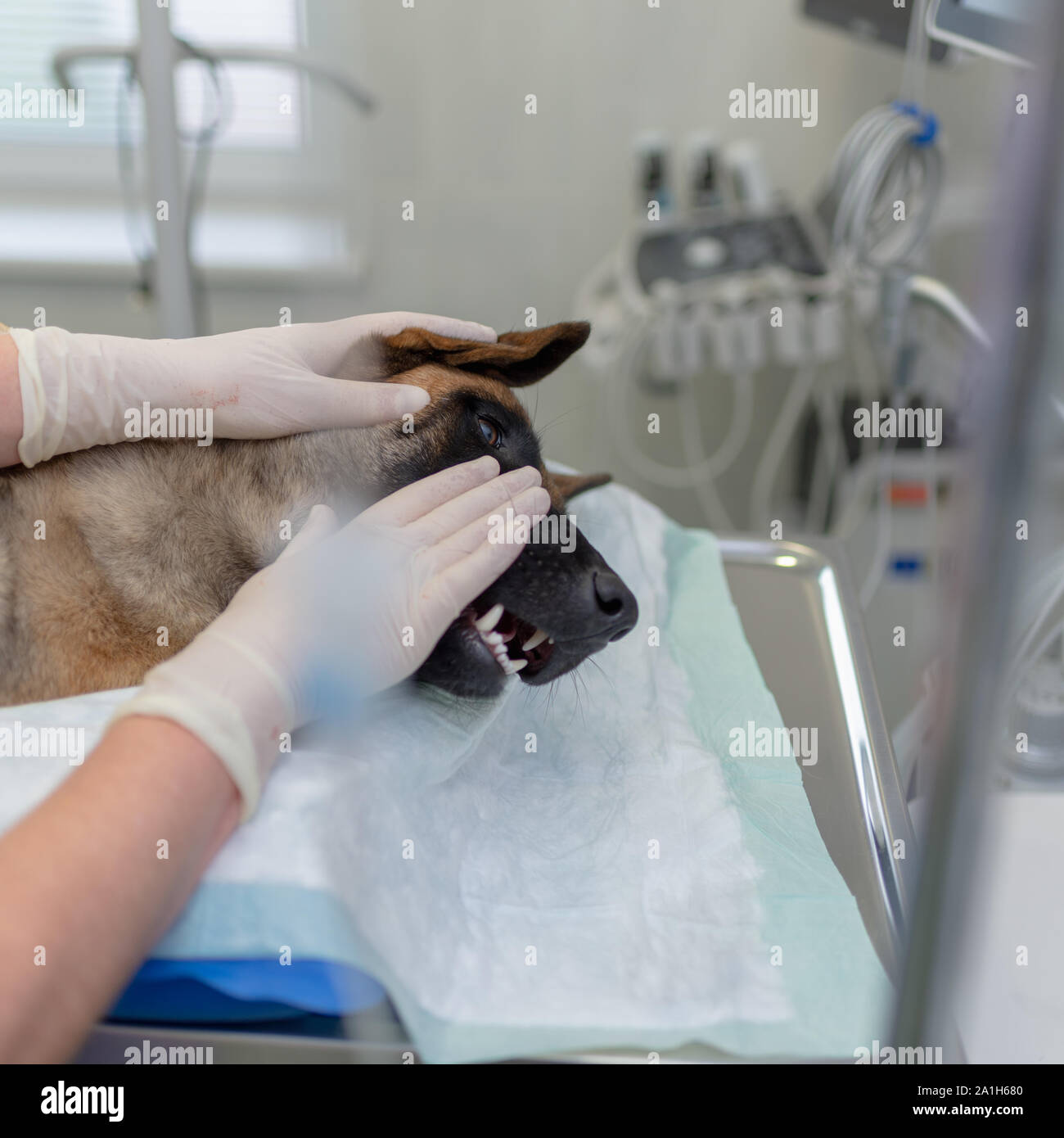 Spay surgery hi-res stock photography and images - Alamy