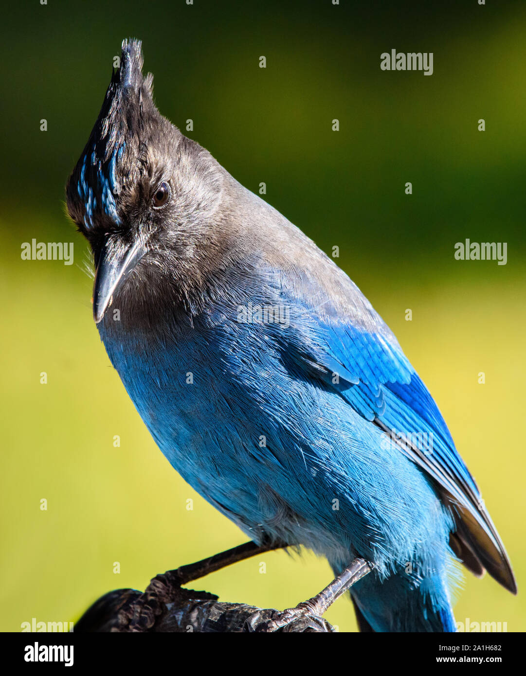 Male blue jay hi-res stock photography and images - Alamy