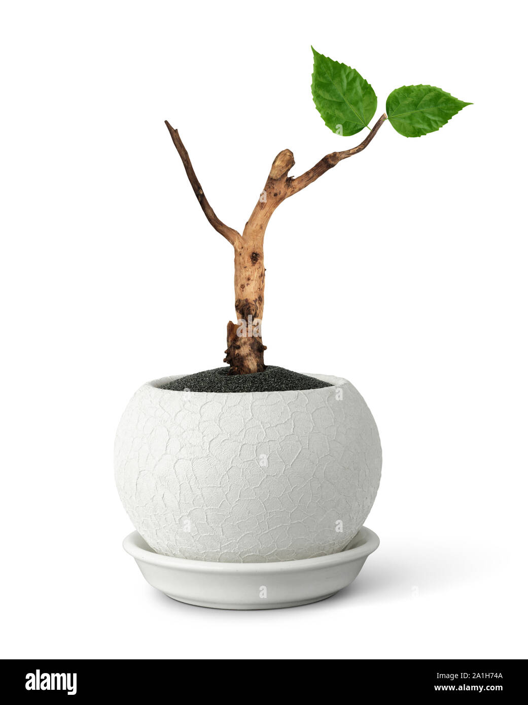 rebirth concept, pot with old branch and young leaves on white Stock ...