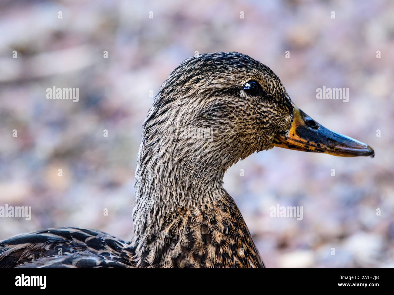 Closeup Profile Portrait of Female Mallard Duck at Paulina Lake Central ...