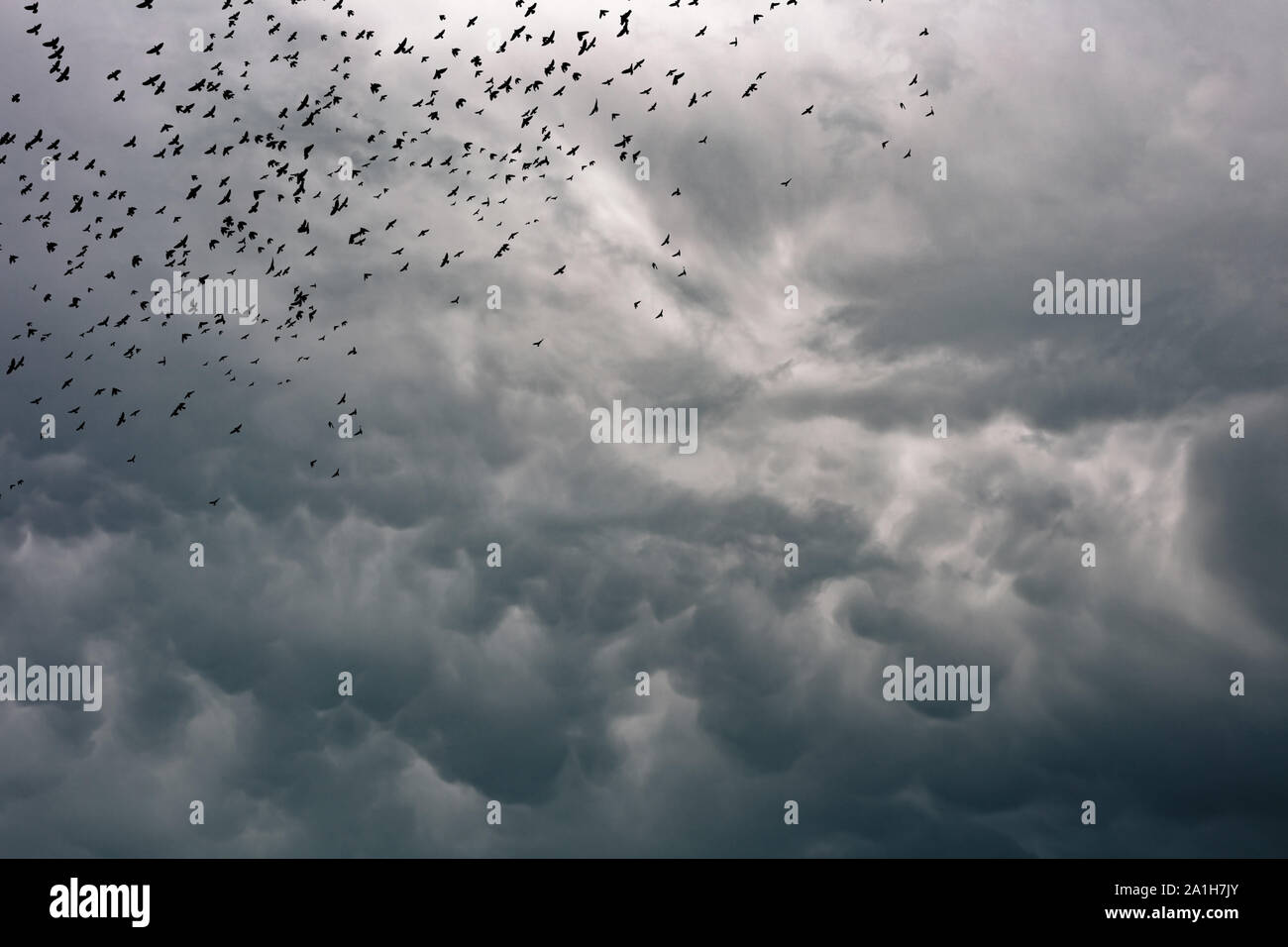 black birds in the sky, background for halloween Stock Photo - Alamy