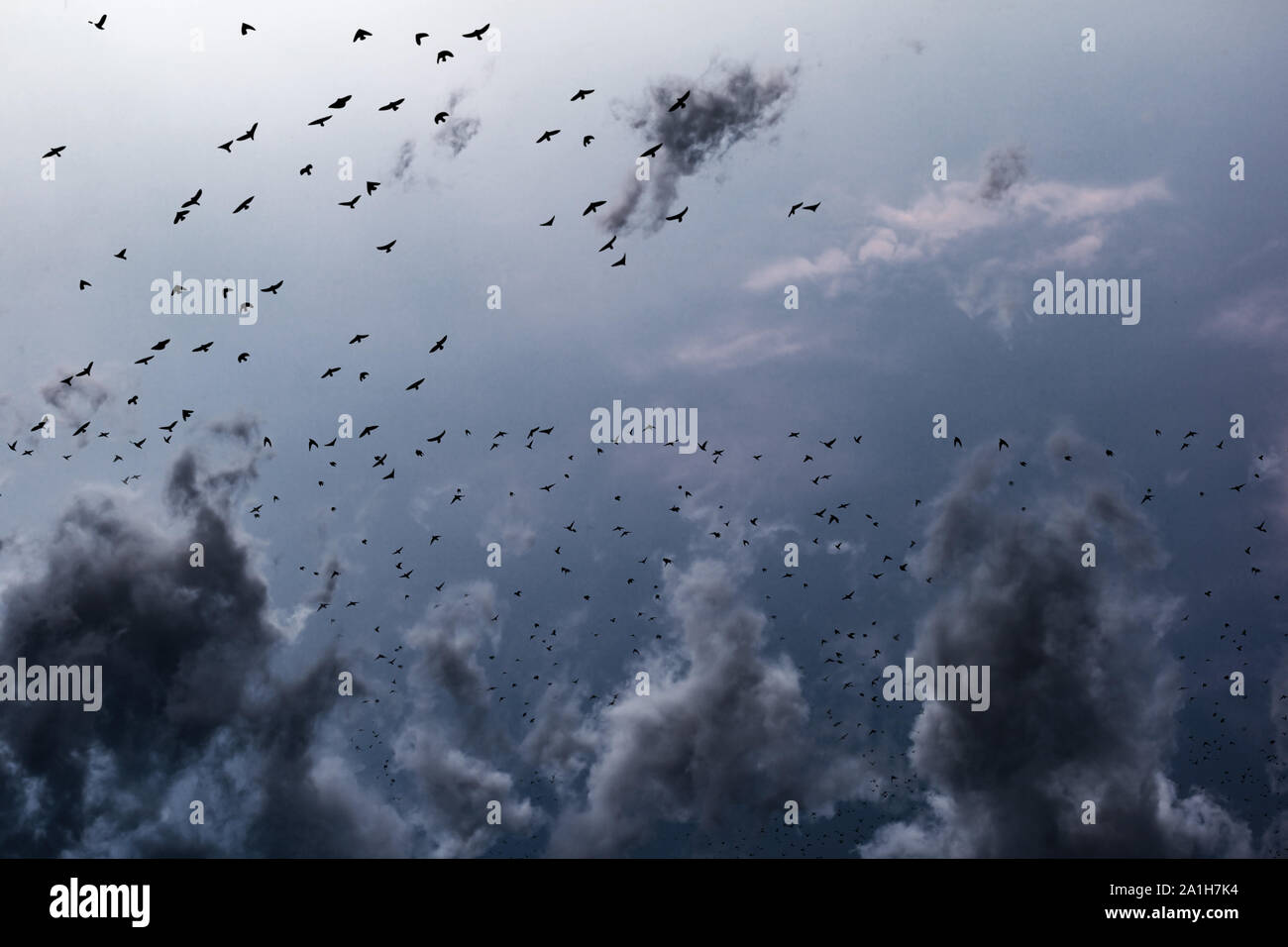 black birds in the sky, background for halloween Stock Photo - Alamy
