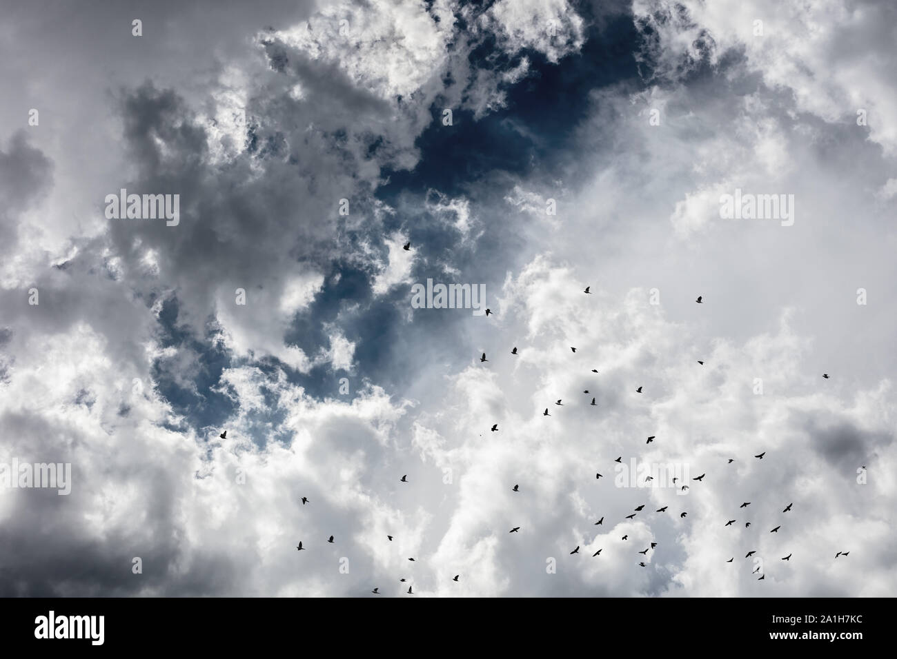 black birds in the sky, background for halloween Stock Photo - Alamy