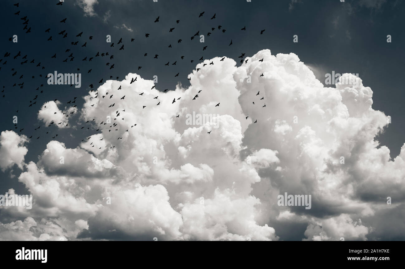 black birds in the sky, background for halloween Stock Photo - Alamy