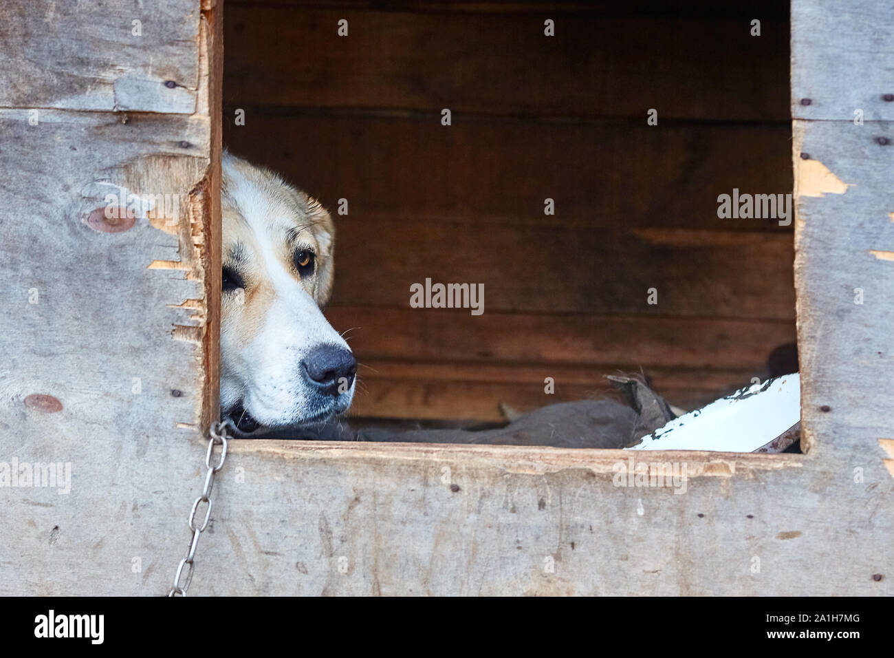 Dog on a chain in the booth. Sad dog eyes. The concept of loneli Stock ...