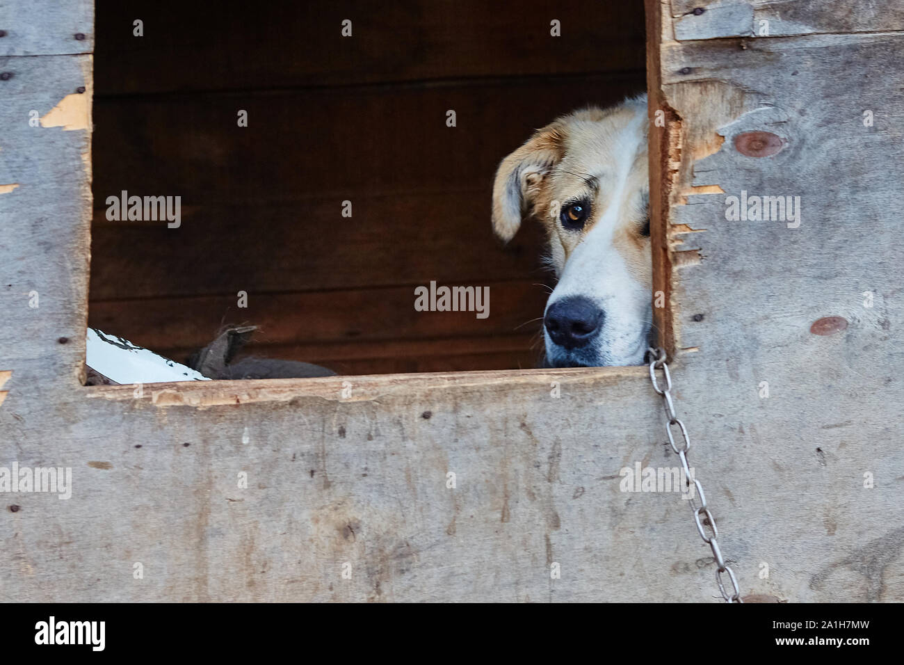 Dog on chain doghouse on hi-res stock photography and images - Alamy