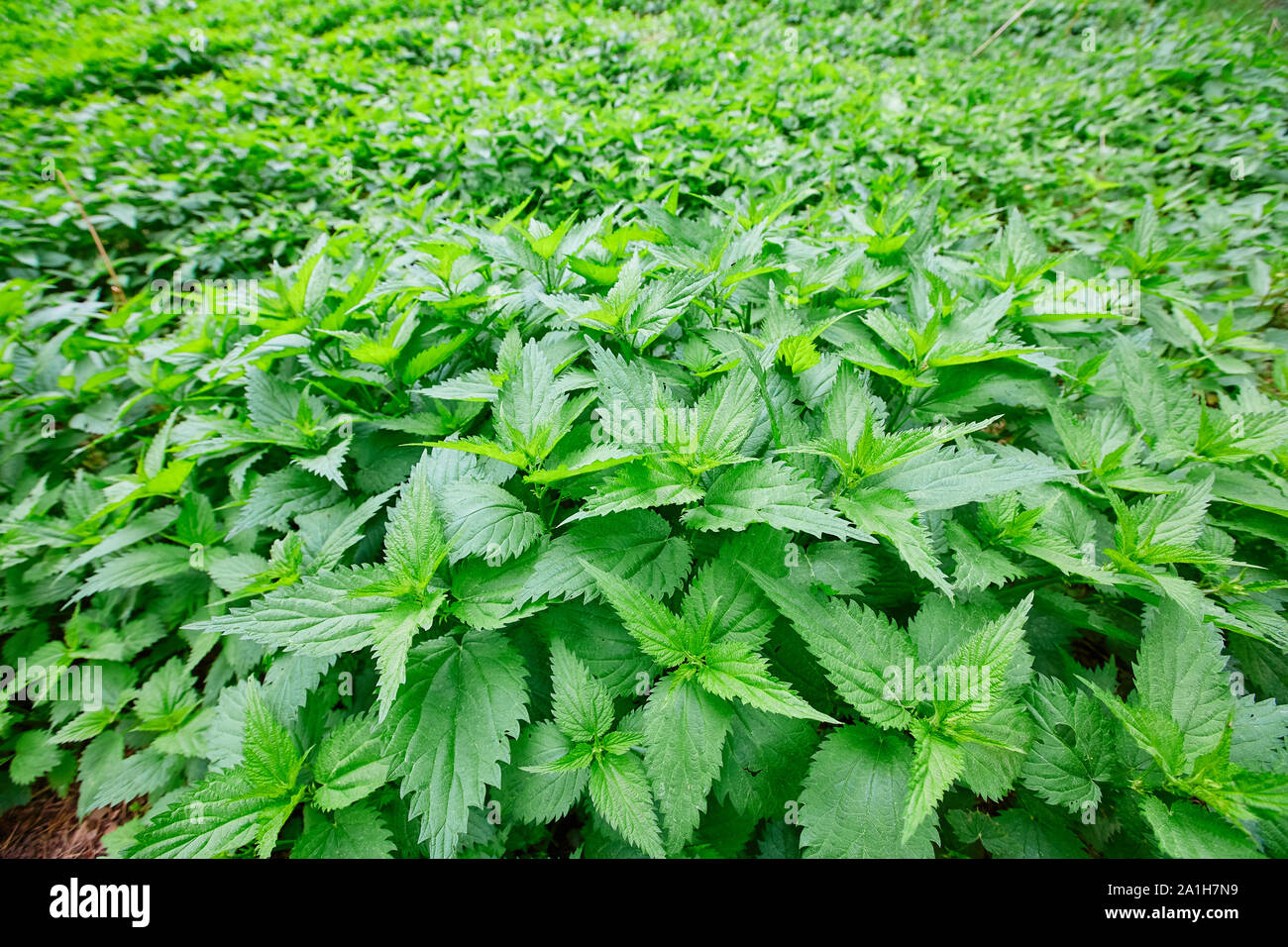 Field of burning nettle with fresh green leaves. Thickets of medicinal ...