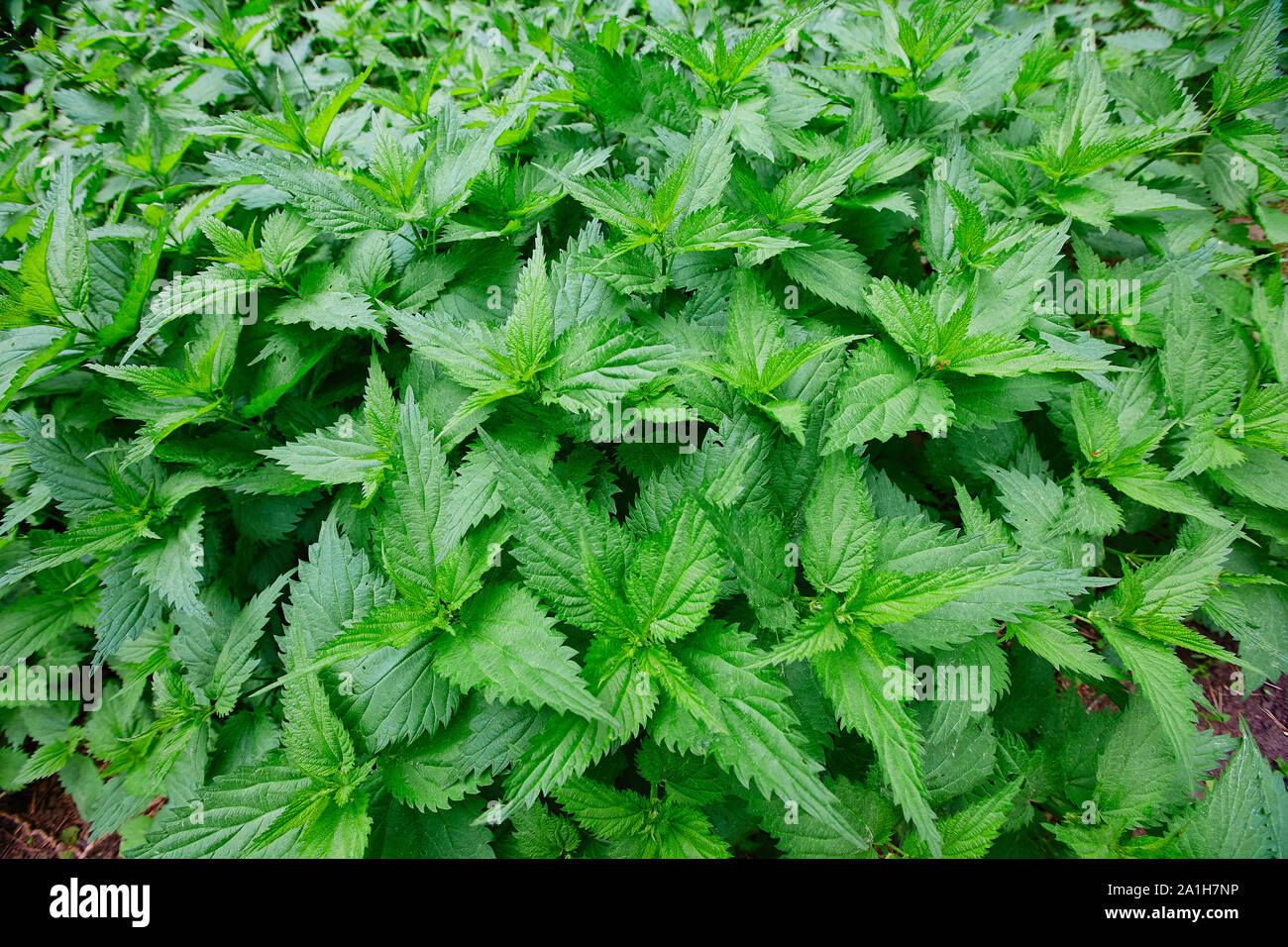 Field of lots stinging nettles (Urtica) with fresh green leaves Stock ...