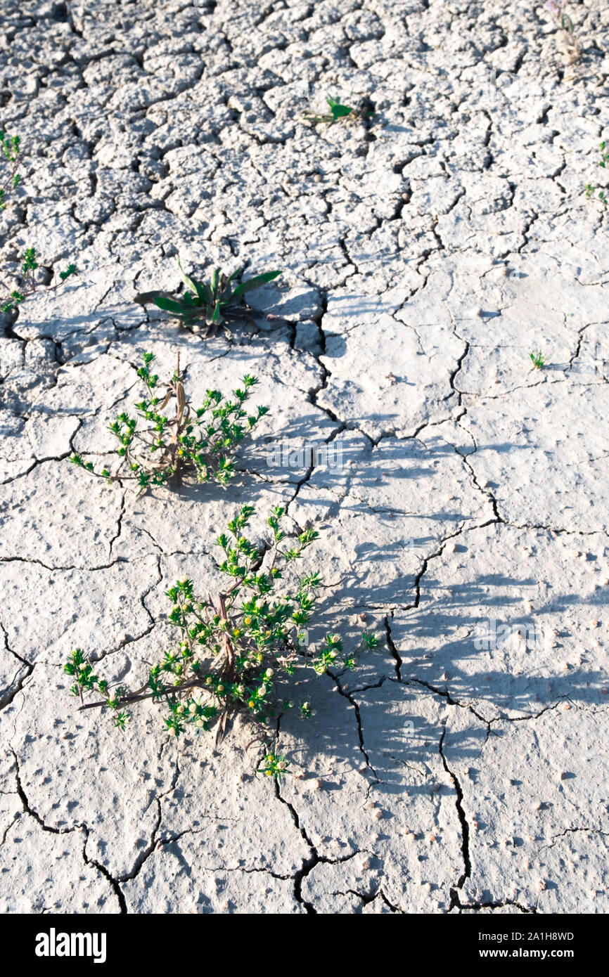 Dried ground with flowers and cracks. Grey land and green herb with ...