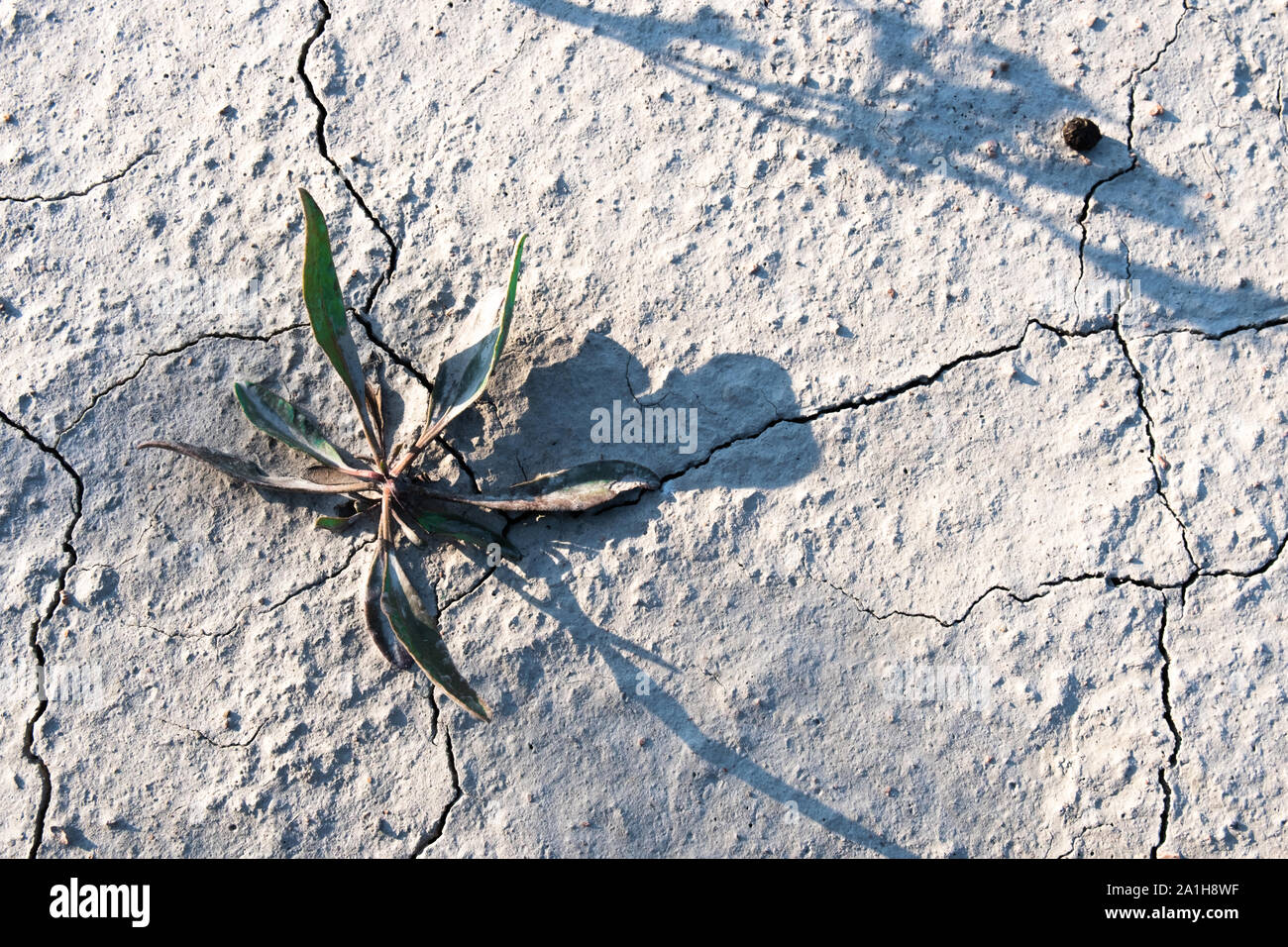 Dried ground with flowers and cracks. Grey land and green herb with ...