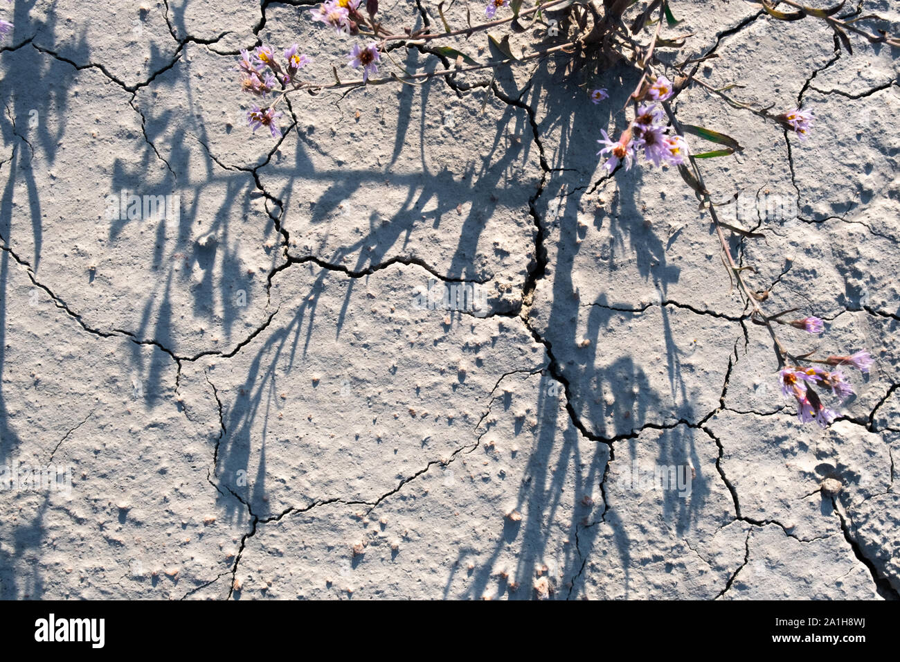 Chernobyl flowers hi-res stock photography and images - Alamy