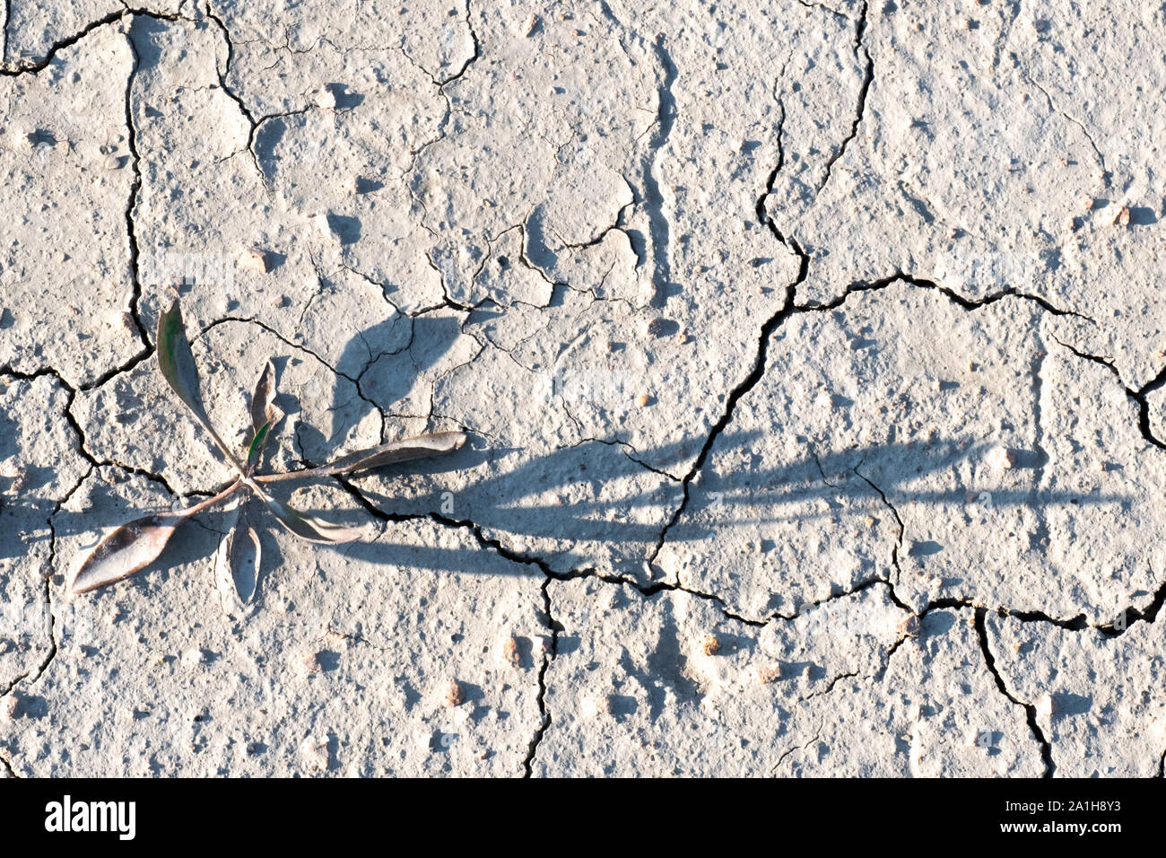 Chernobyl flowers hi-res stock photography and images - Alamy