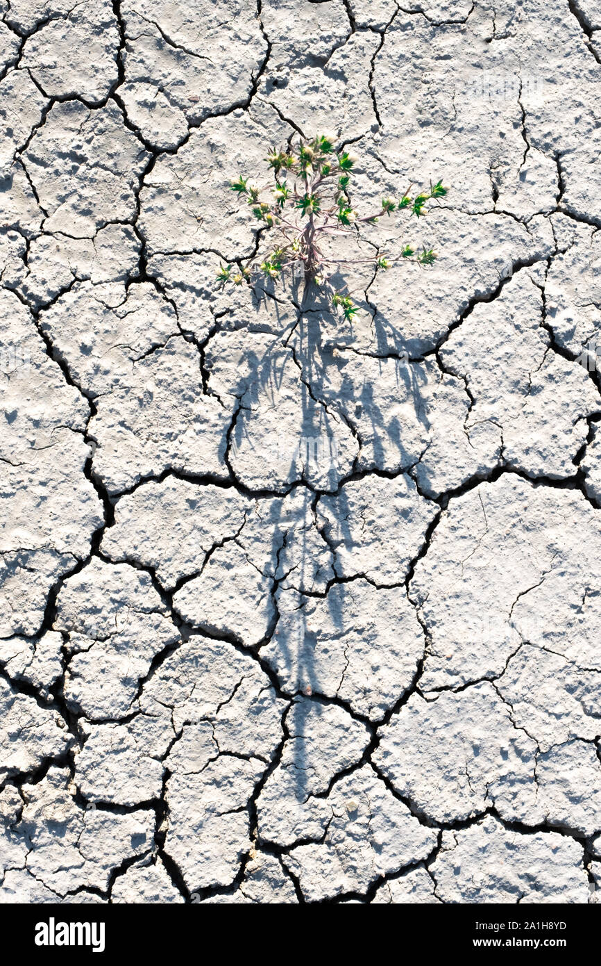 Dried ground with flowers and cracks. Grey land and green herb with ...