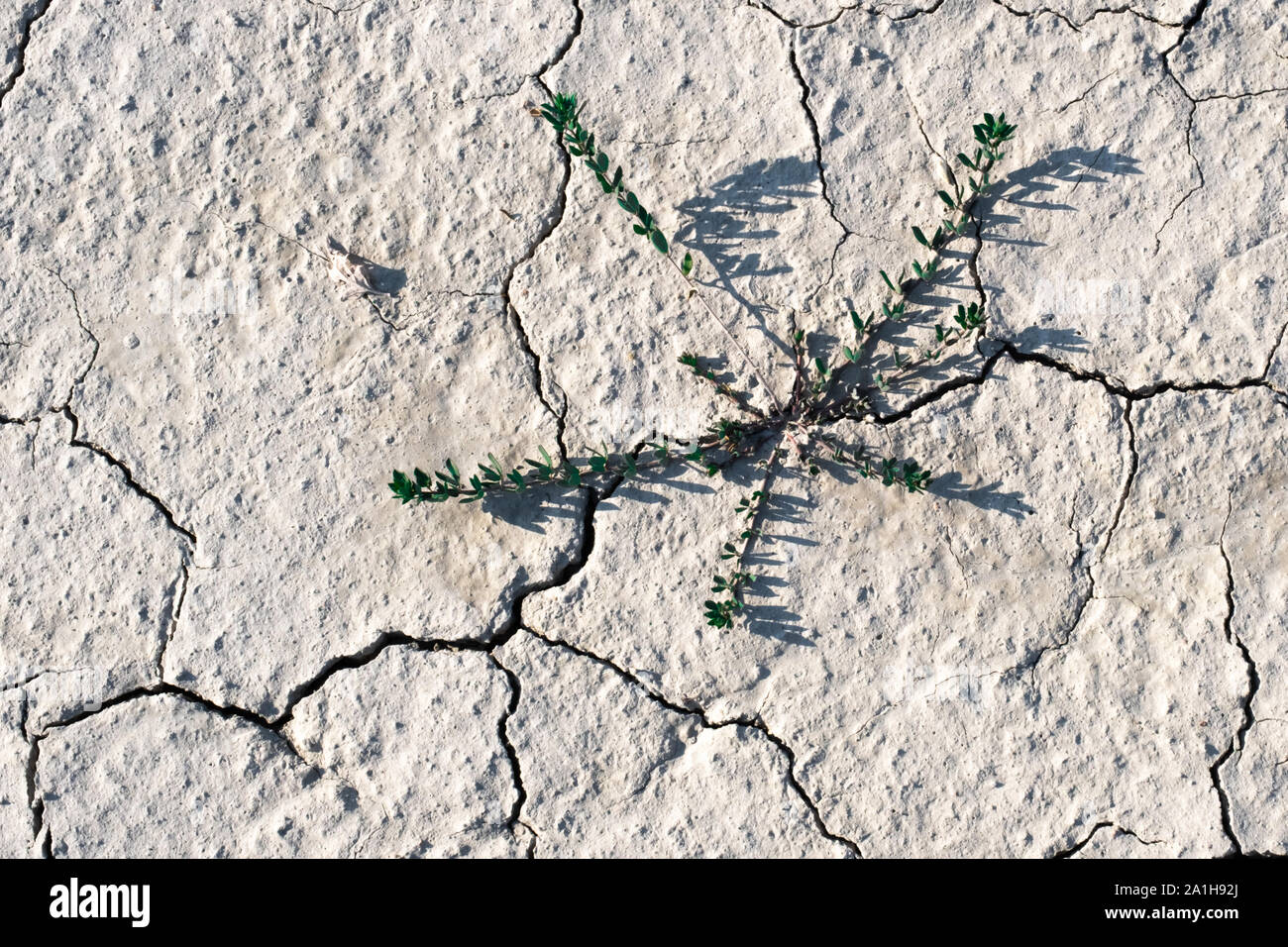 Chernobyl flowers hi-res stock photography and images - Alamy