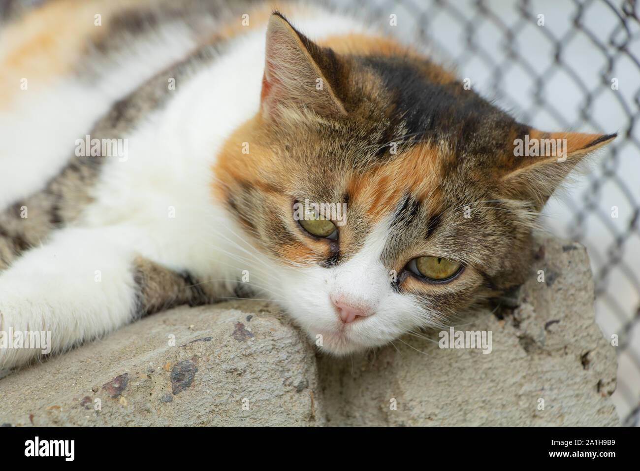 Small three colored kitten hi-res stock photography and images - Alamy