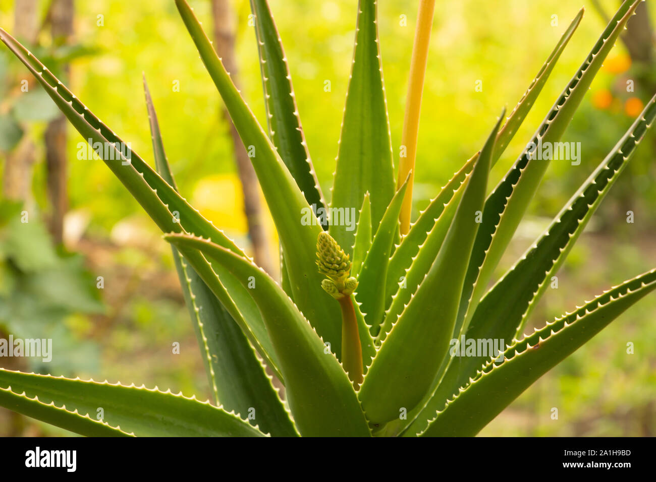 Bud succulent hi-res stock photography and images - Alamy