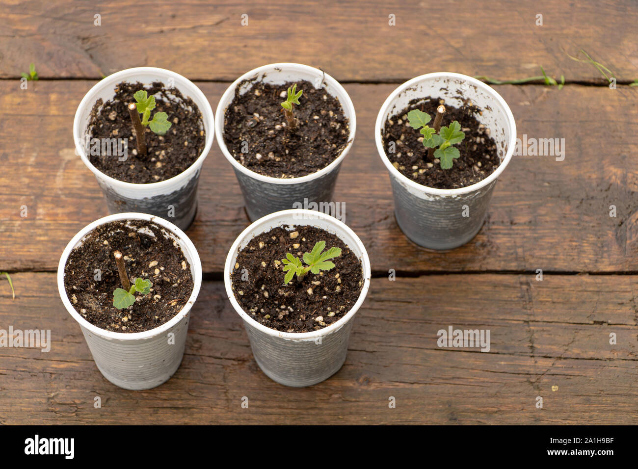 Fig Seedling Images at Kenton Williams blog