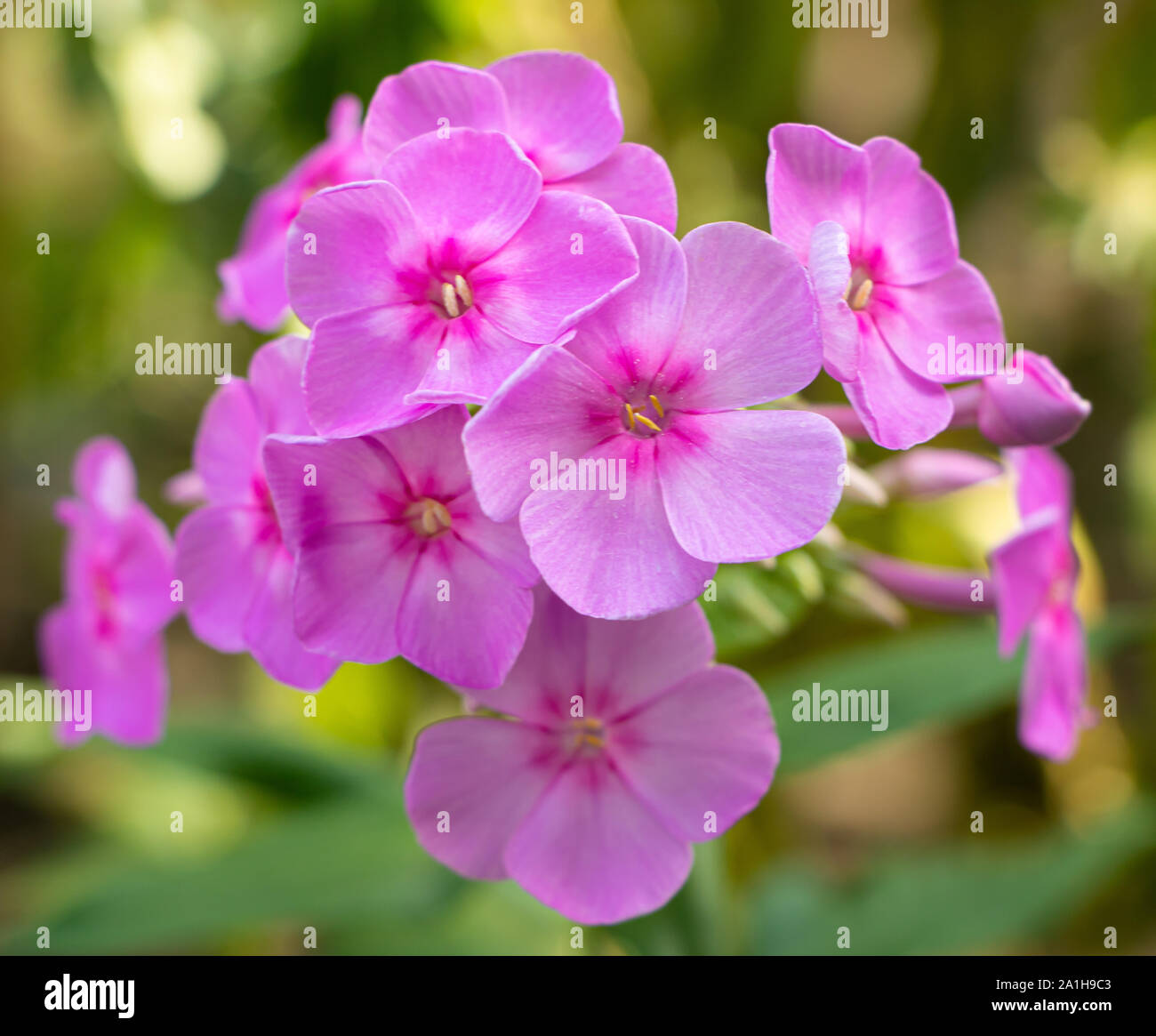 Phlox- flox flowers with beautiful pink petals Stock Photo - Alamy