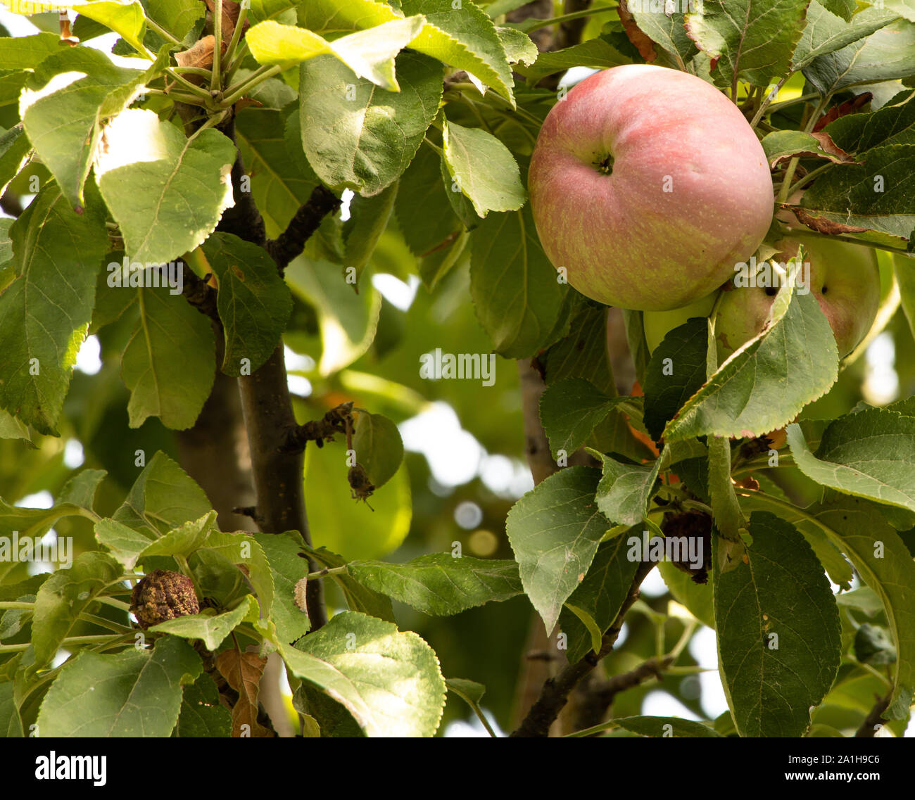 Apple cultivation concept. Red apples in the tree Stock Photo - Alamy