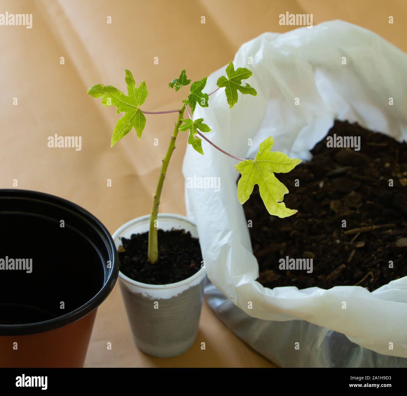 Papaya growing in a pot, repotting in the big pot Stock Photo - Alamy