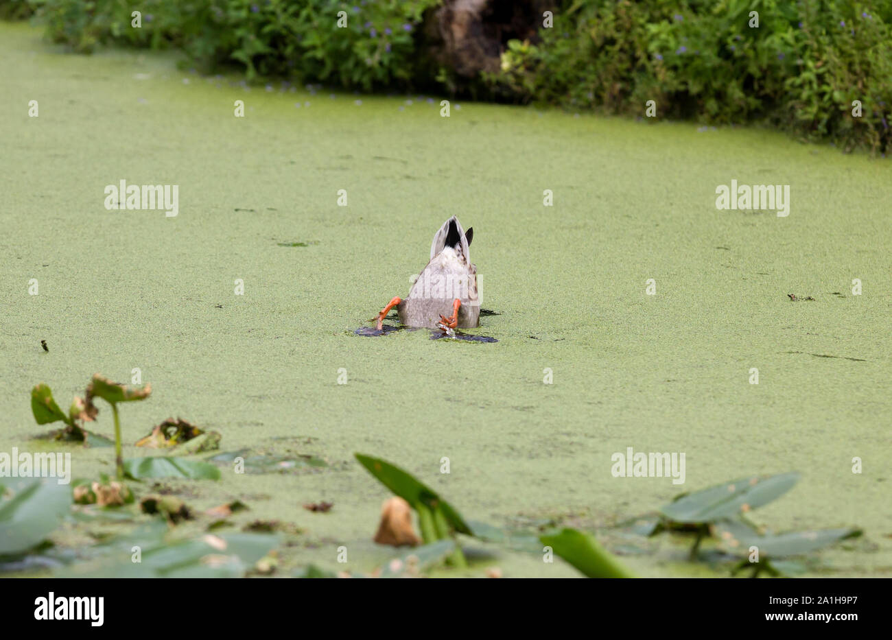 Duck upside down in water hi-res stock photography and images - Alamy