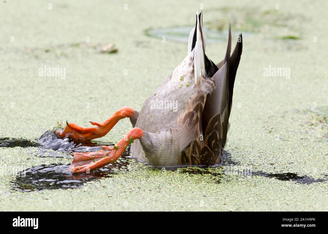 Ducks upside down in water hi-res stock photography and images - Alamy