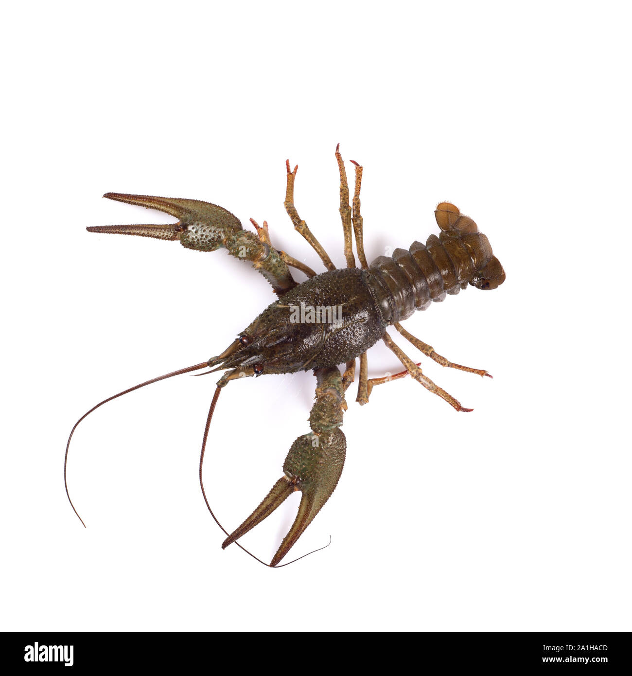 Crawfish. Isolated on a white background Stock Photo - Alamy