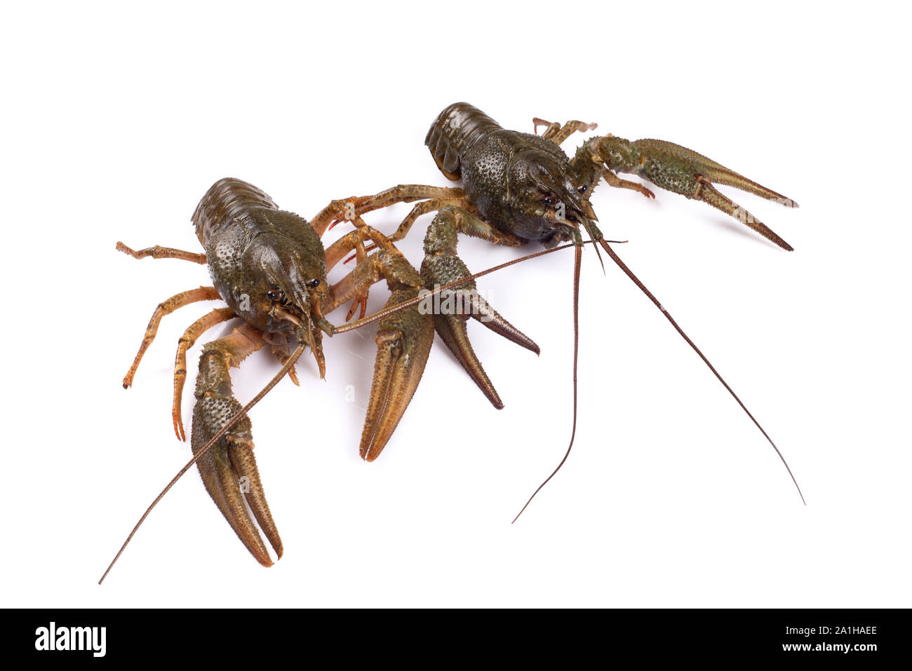 Crawfish. Isolated on a white background Stock Photo - Alamy