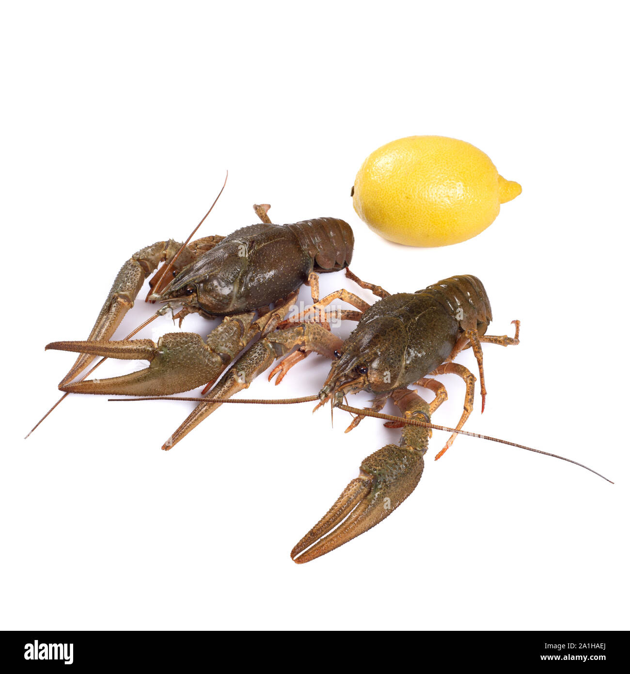 Fish with pincers Cut Out Stock Images & Pictures - Alamy