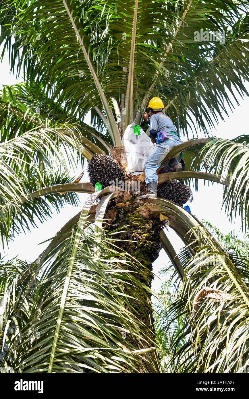 SABAH, MALAYSIA, January 2018 - an employee do the controll pollination ...