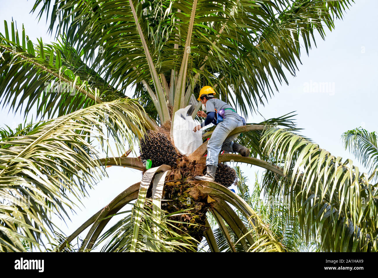 SABAH, MALAYSIA, January 2018 - an employee do the controll pollination ...
